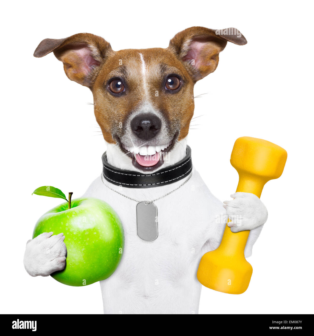 fitness and healthy dog Stock Photo - Alamy