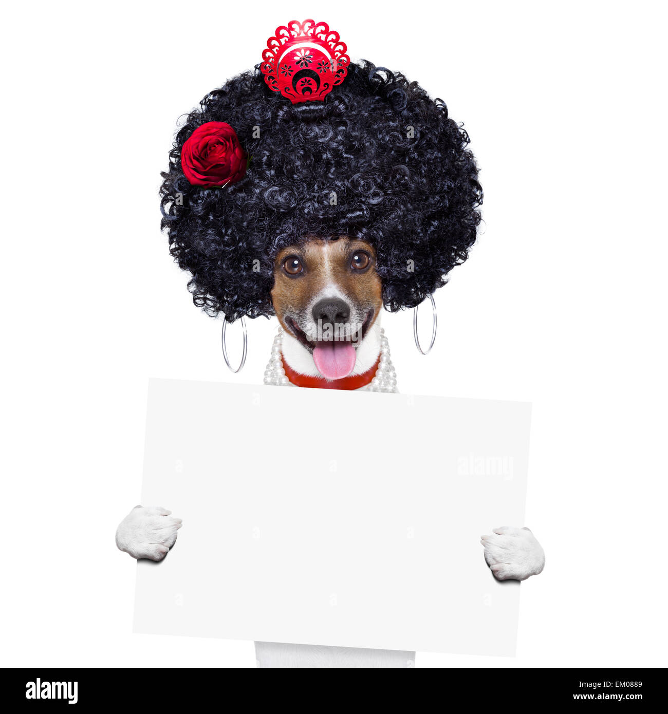 Gypsy dog hi-res stock photography and images - Alamy