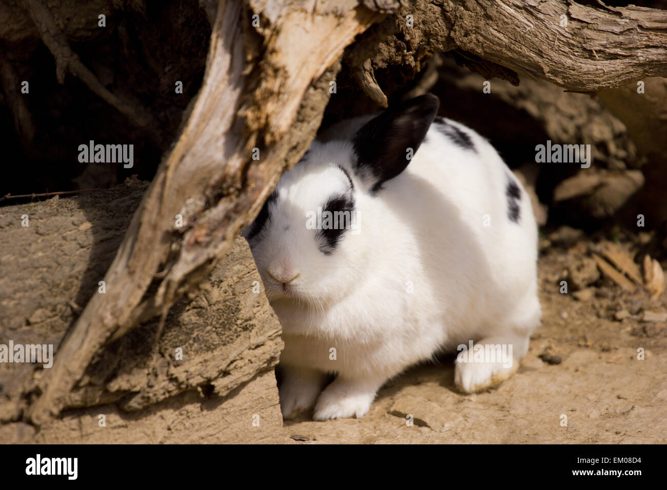 Breeding rabbit hi-res stock photography and images - Alamy