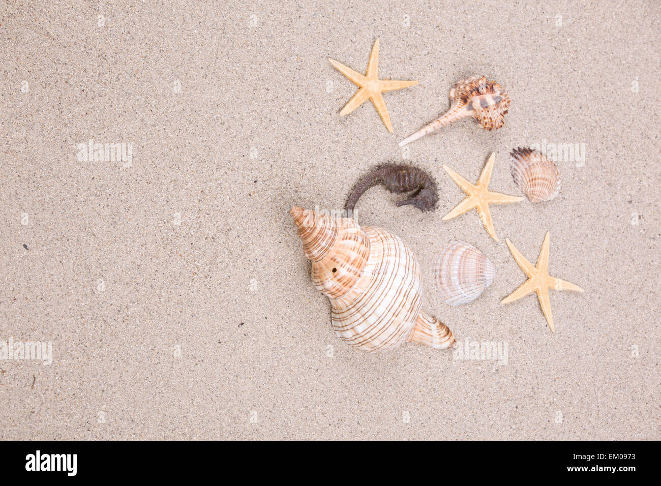 starfish and shells on the beach, vacation memories Stock Photo - Alamy