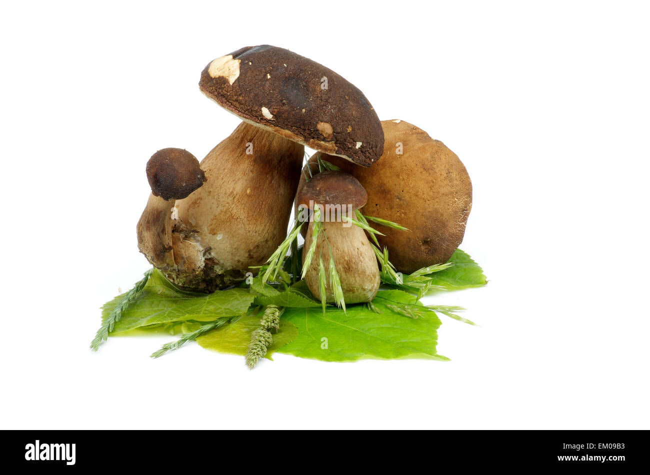 Mushroom forest scene Cut Out Stock Images & Pictures - Alamy