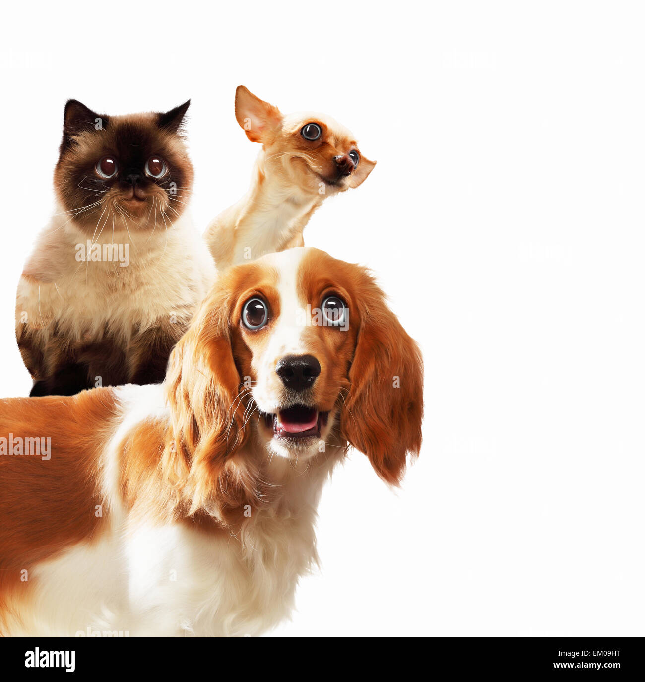 Three home pets Stock Photo - Alamy