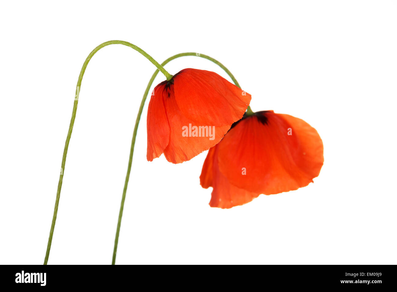 Wallpaper poppy Cut Out Stock Images & Pictures - Alamy