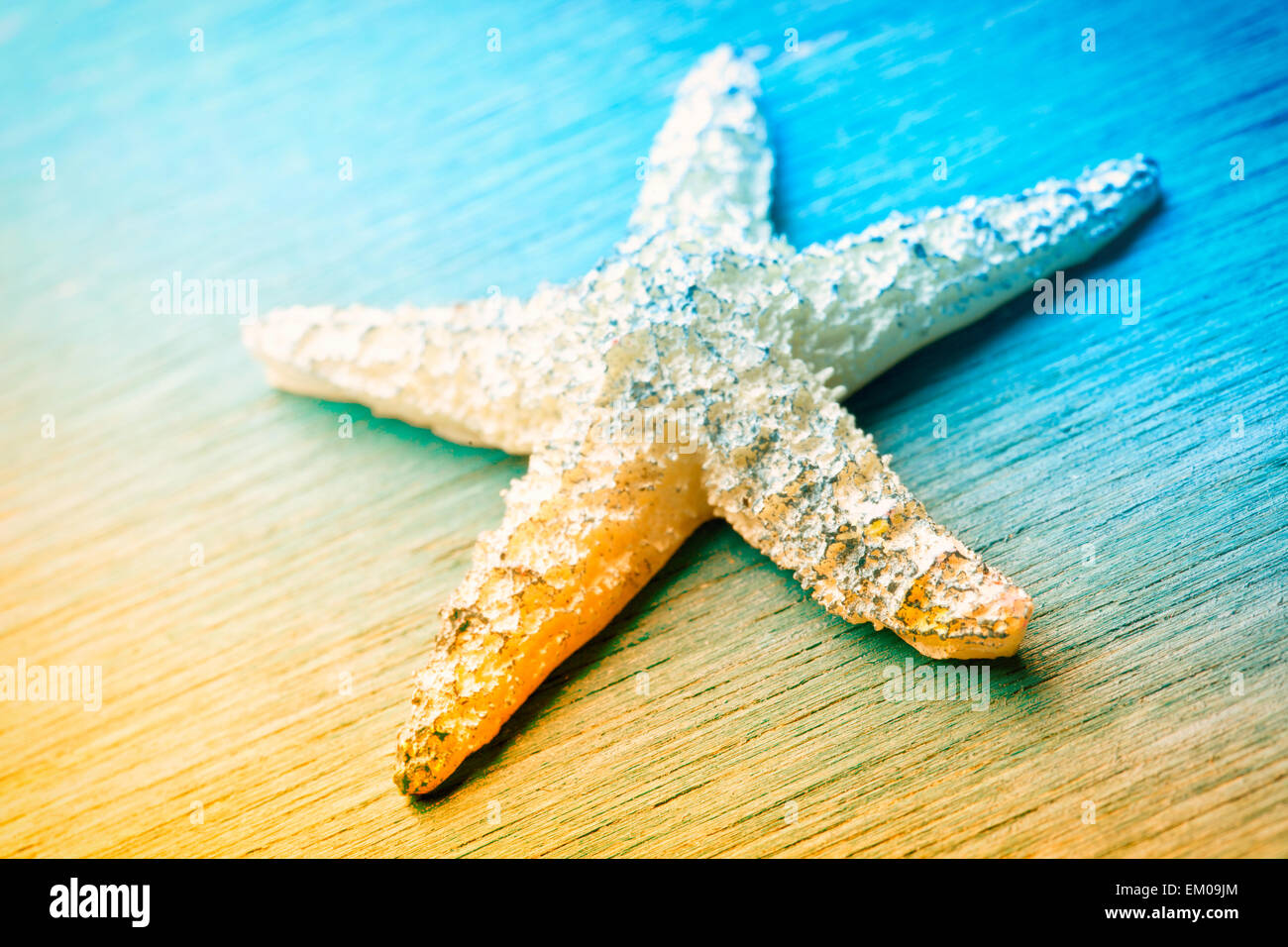 Small starfish hi-res stock photography and images - Alamy
