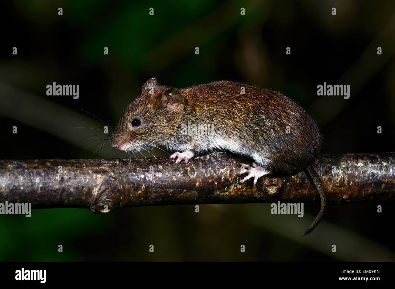Bank vole hedge hi-res stock photography and images - Alamy