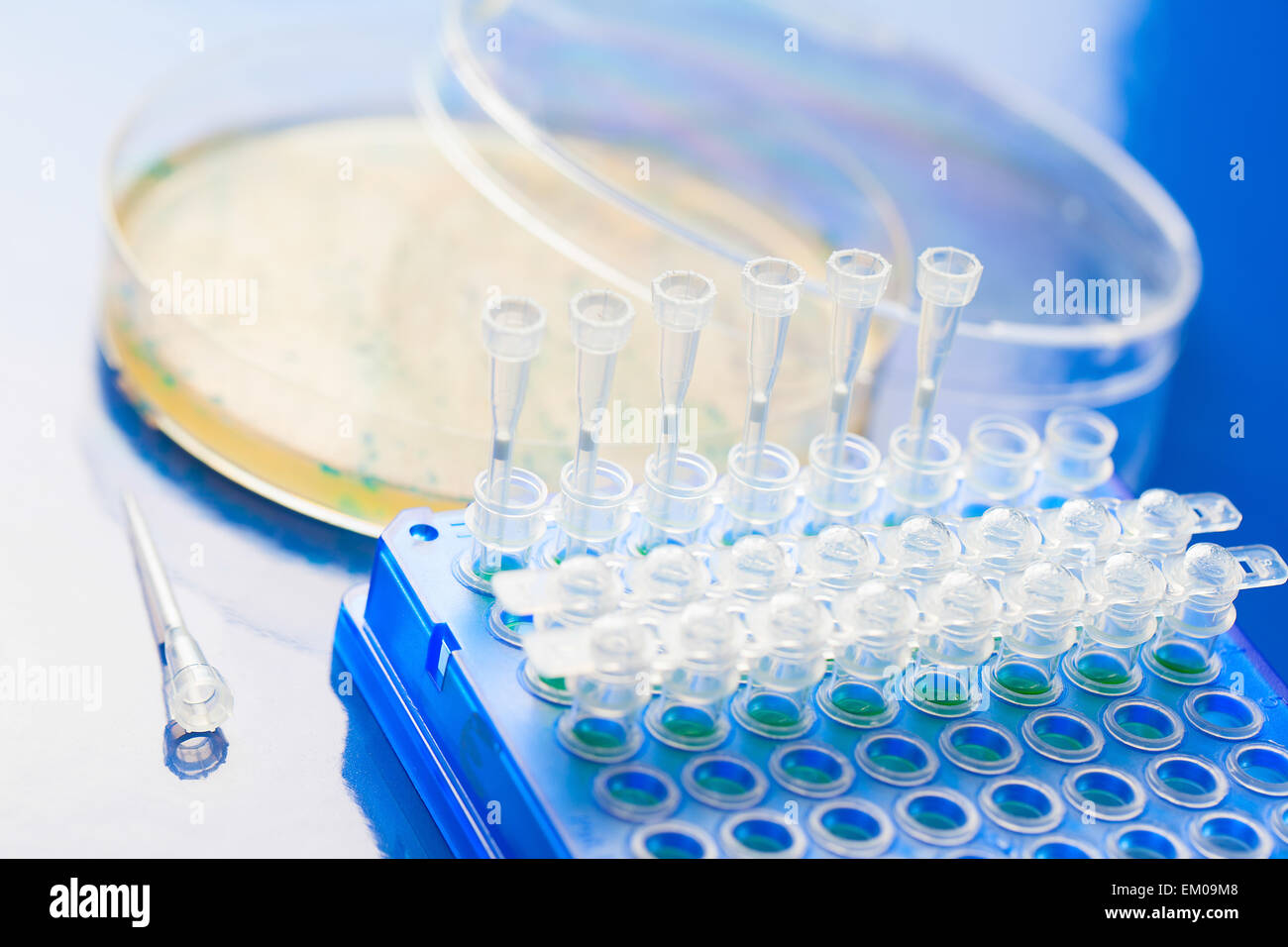 Bacterial colony picking for DNA cloning Stock Photo - Alamy