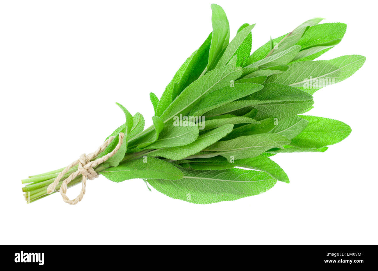 Sage green background hi-res stock photography and images - Alamy