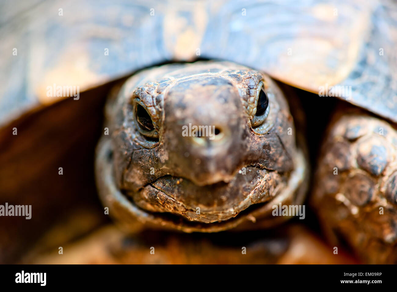 portrait of tortoise close up Stock Photo - Alamy