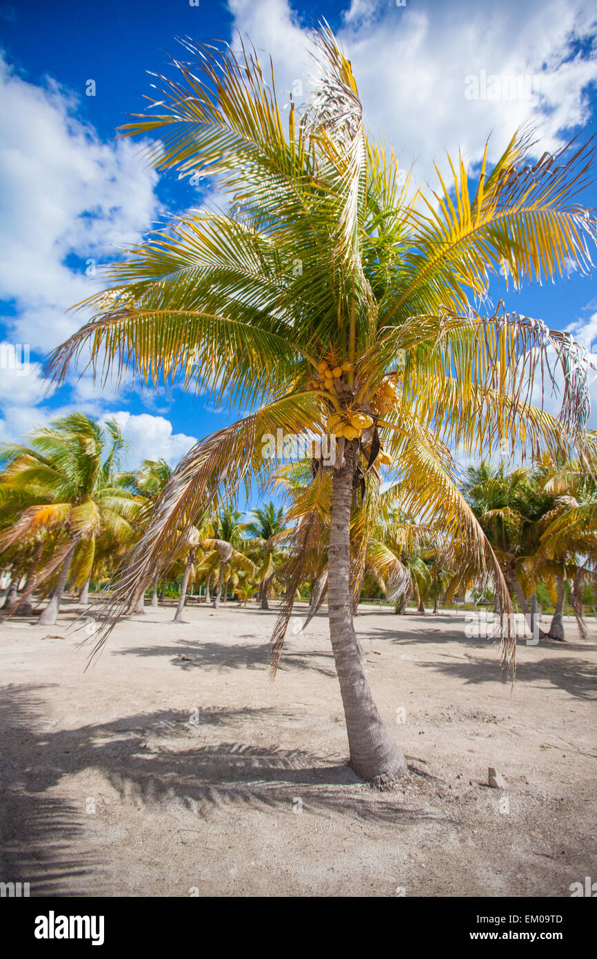 Large green palm tree in the foreground in the palm grove Stock Photo ...