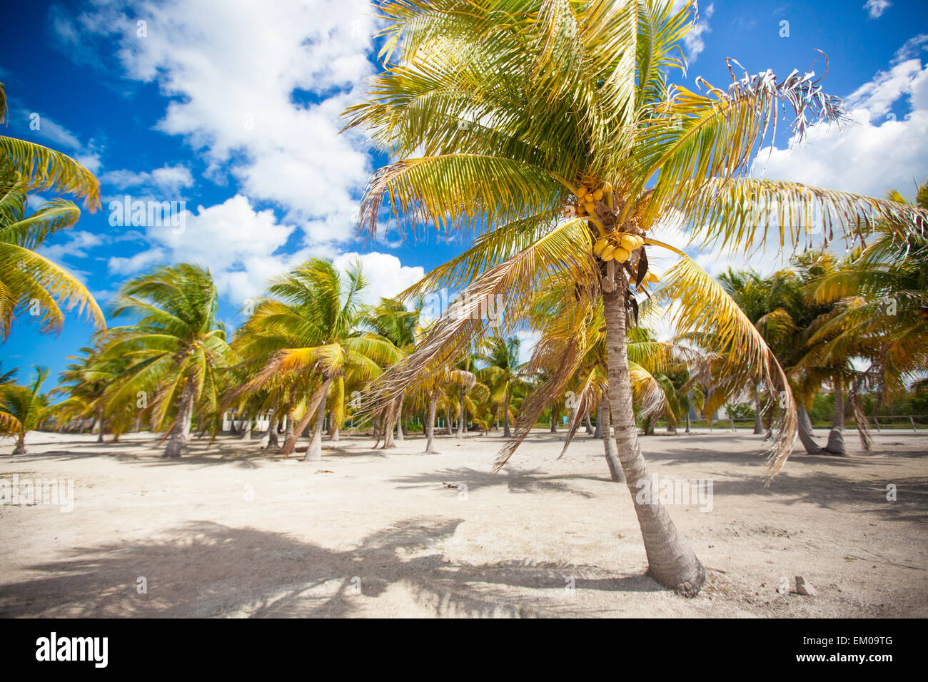 palm grove on the sandy tropical beach Stock Photo - Alamy