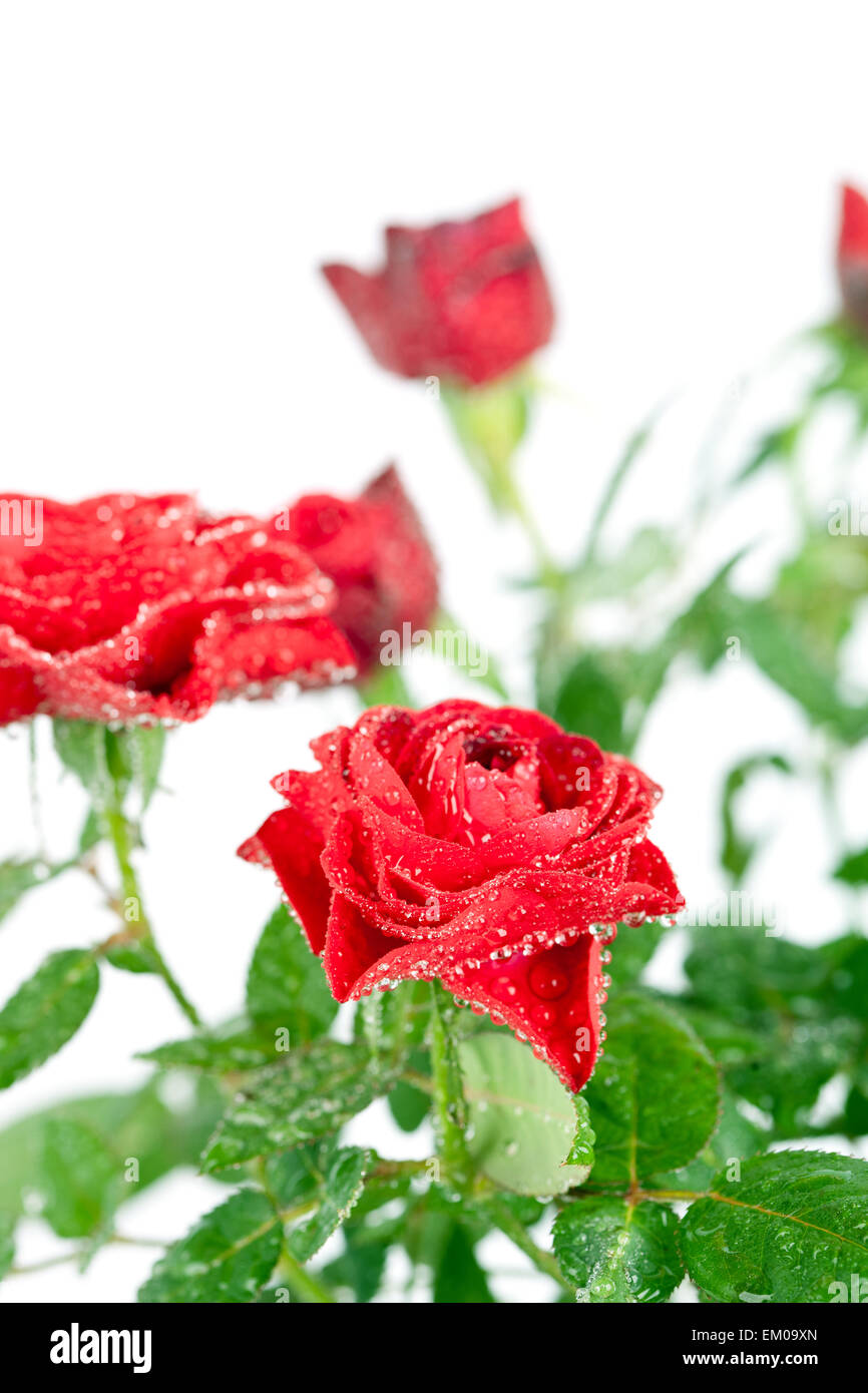 red roses with water drops Stock Photo - Alamy