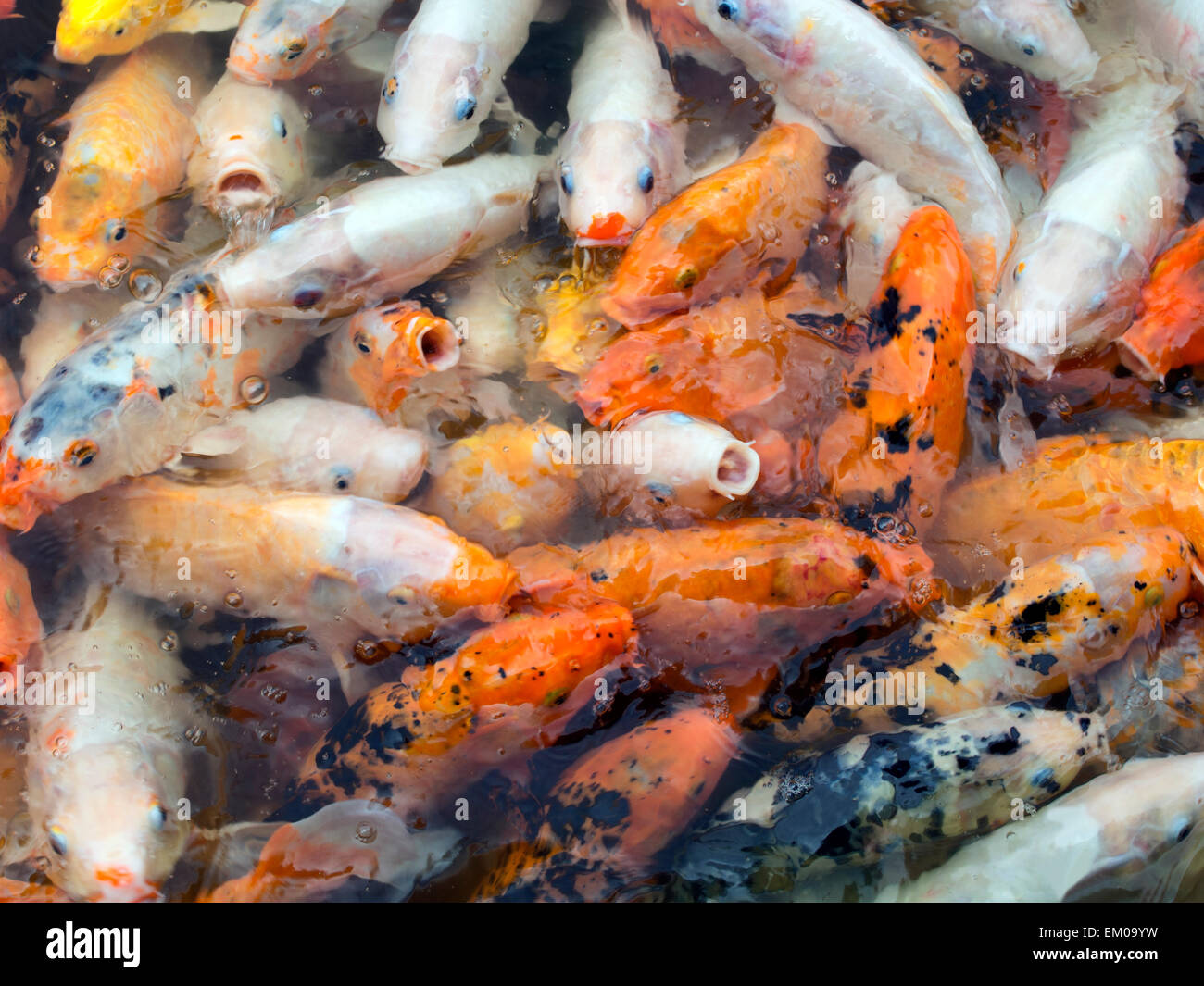 Gold japanese background hi-res stock photography and images - Alamy