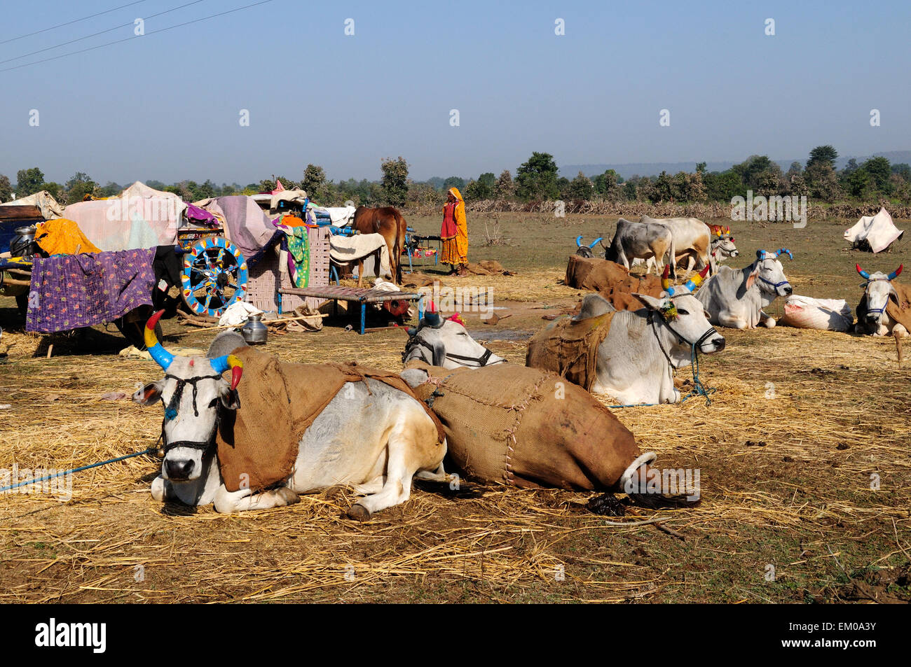 A traveling Rajasthani gypsy Rajasthan India Stock Photo - Alamy