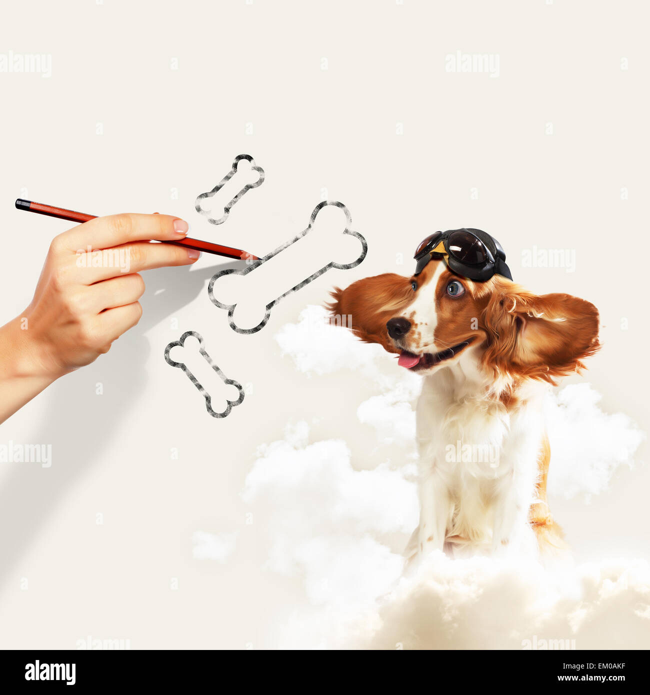 Funny spaniel dog Stock Photo - Alamy