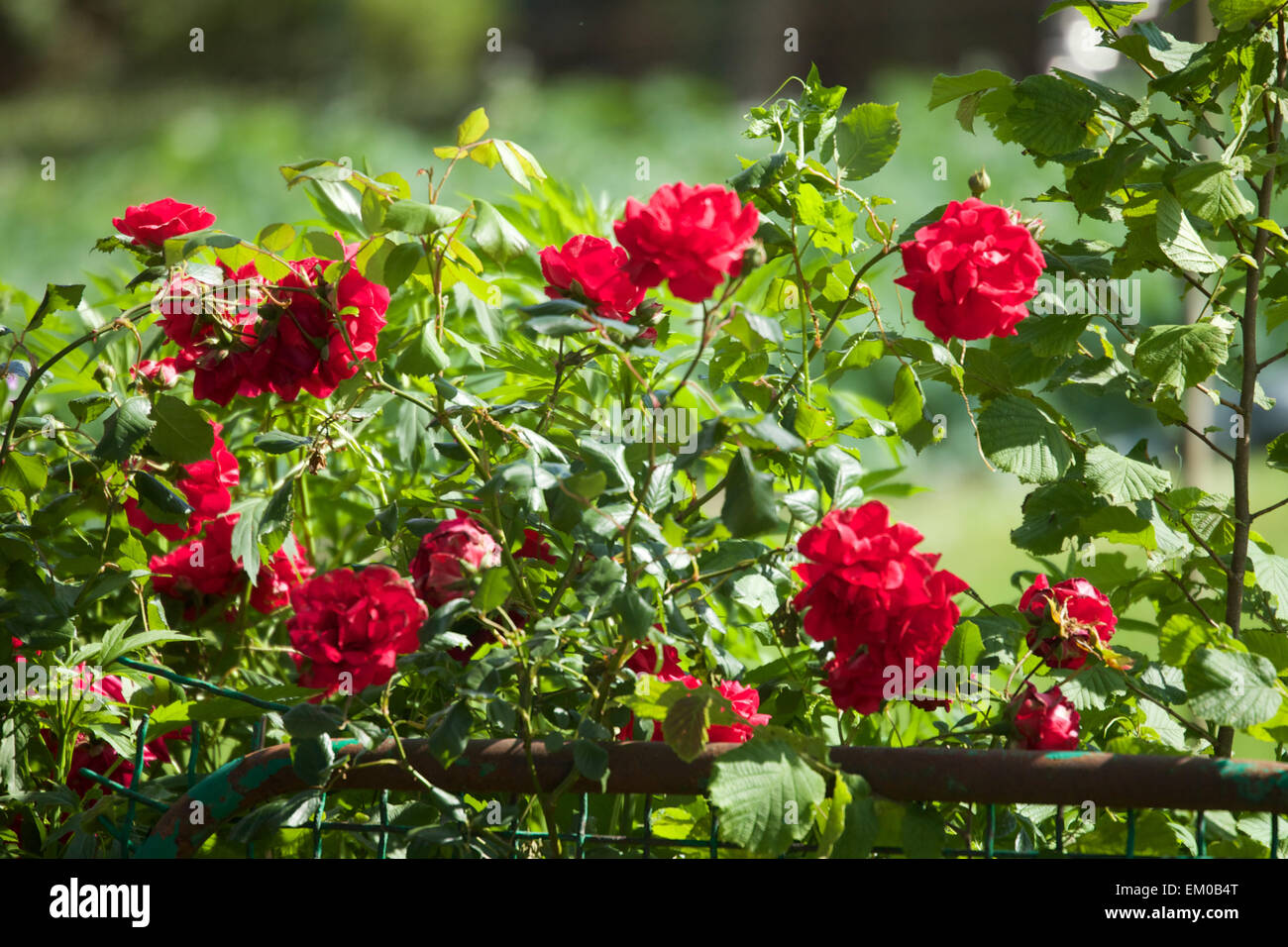 Old country roses hi-res stock photography and images - Alamy
