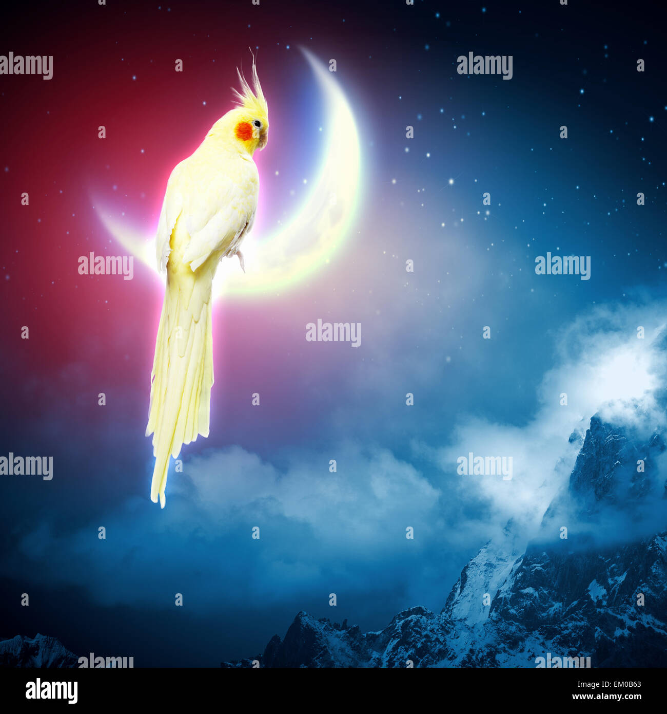 Magic parrot hi-res stock photography and images - Alamy