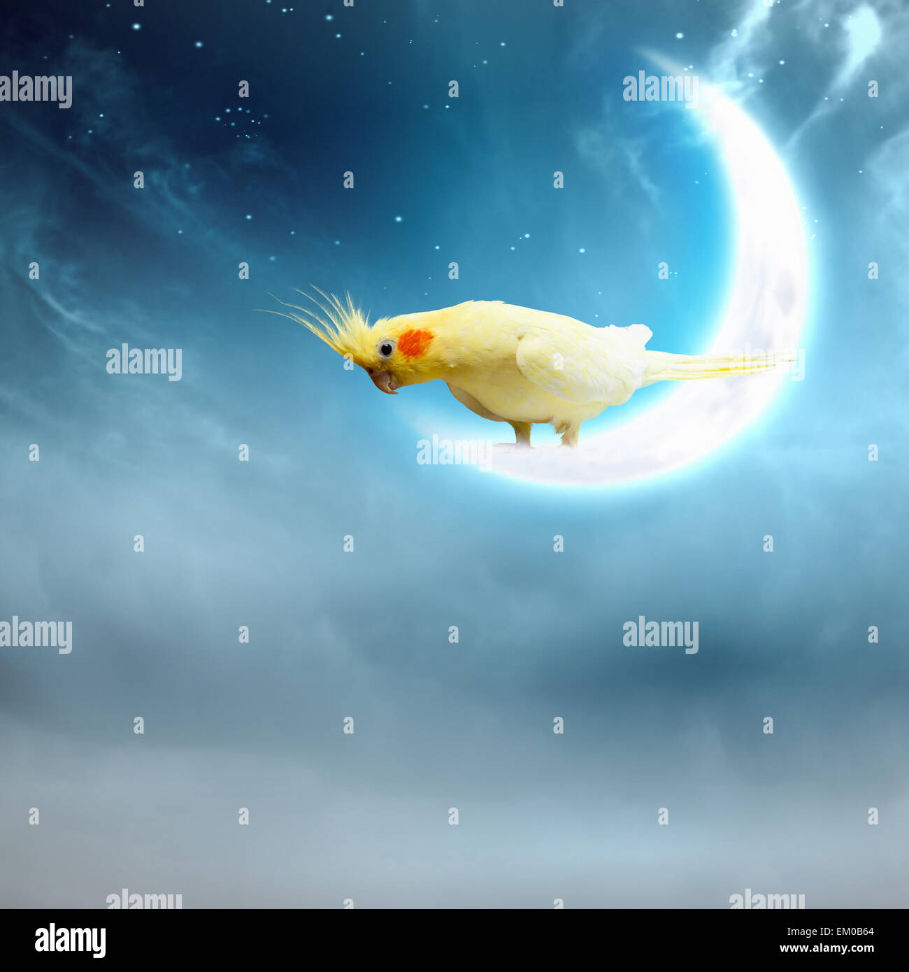 Magic parrot hi-res stock photography and images - Alamy