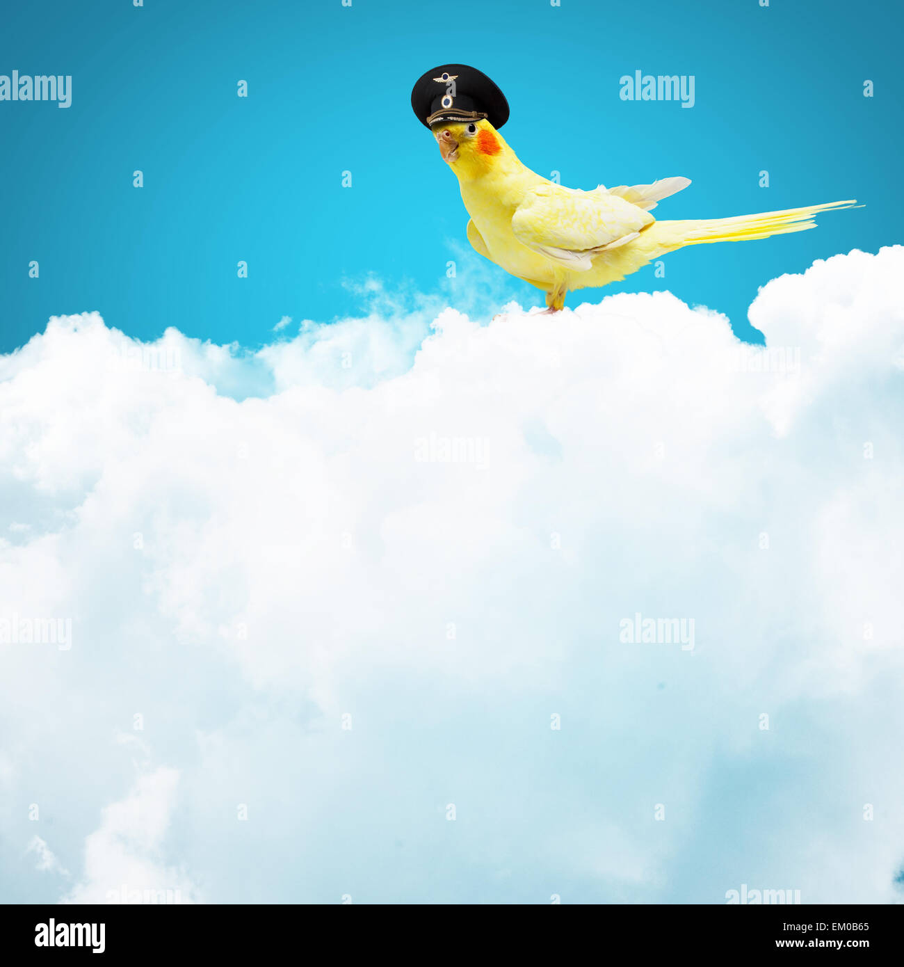 Parrot in pilot hat Stock Photo - Alamy