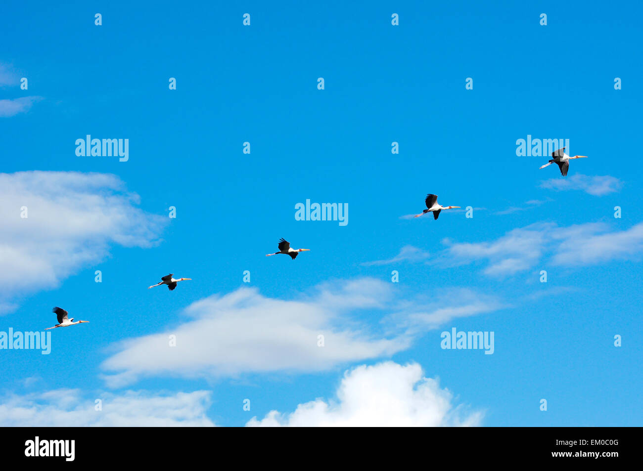 Serengeti tanzania fly hi-res stock photography and images - Alamy