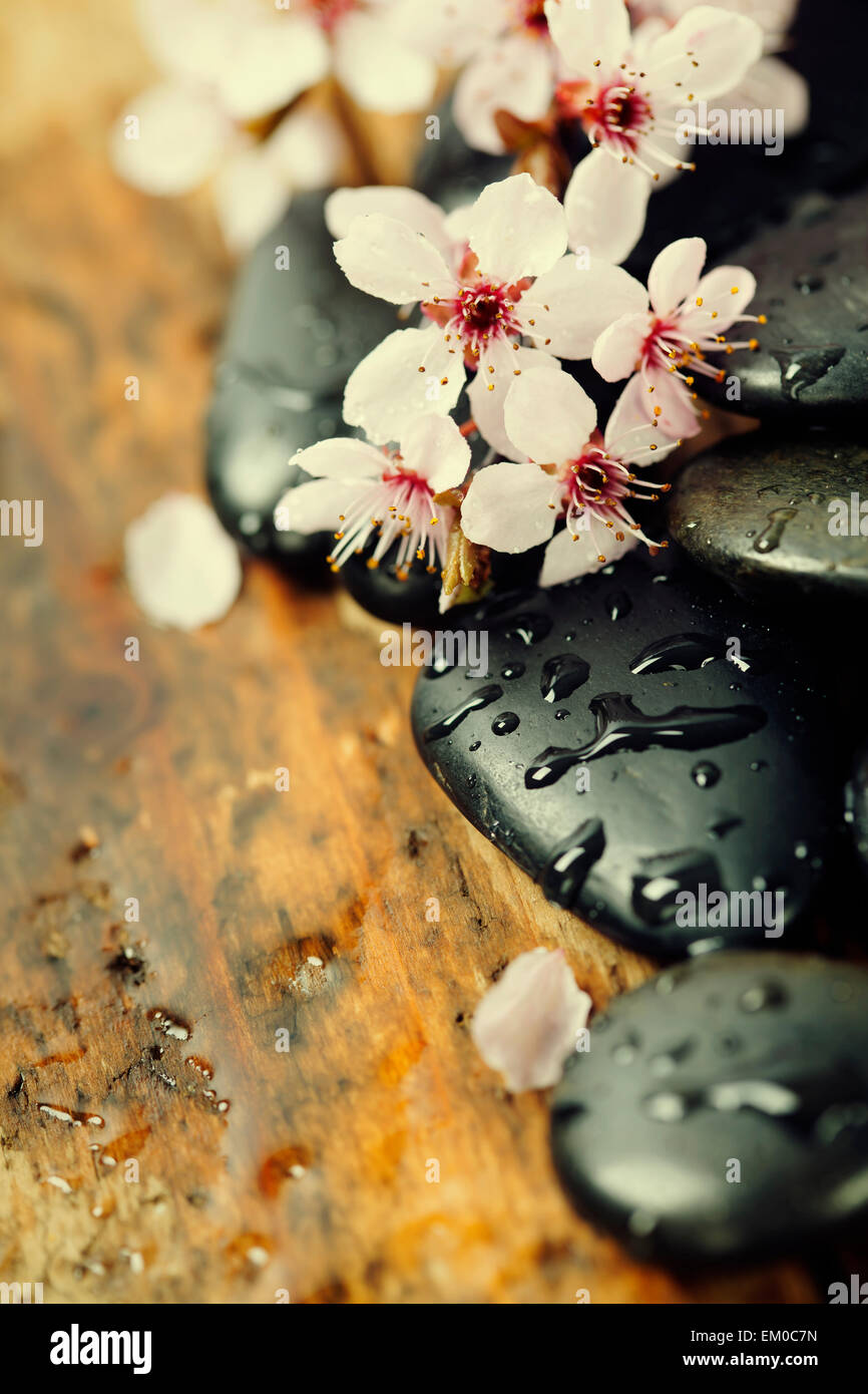 Zen pebbles with spring tree Stock Photo - Alamy