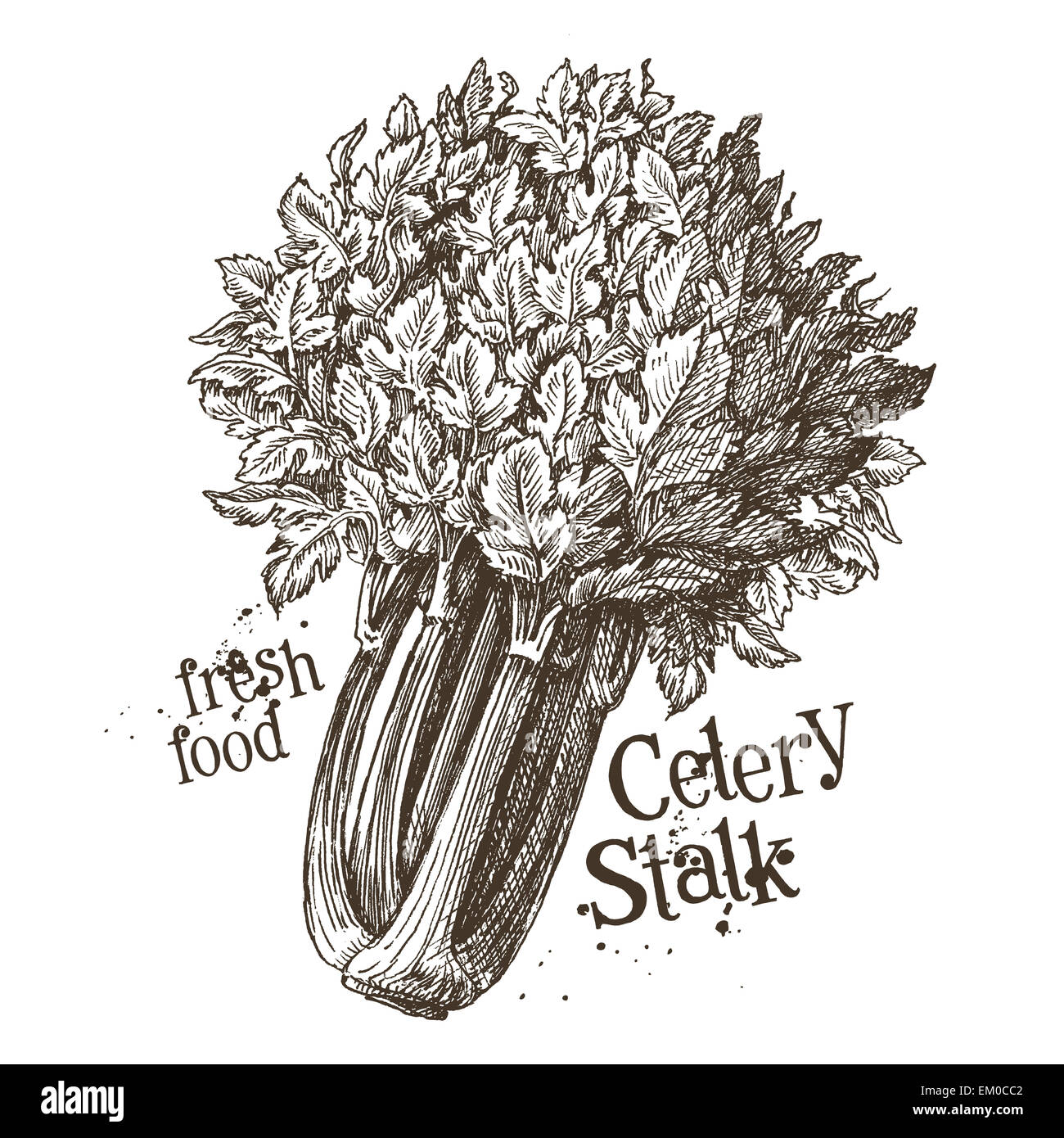 Celery icon hi-res stock photography and images - Alamy