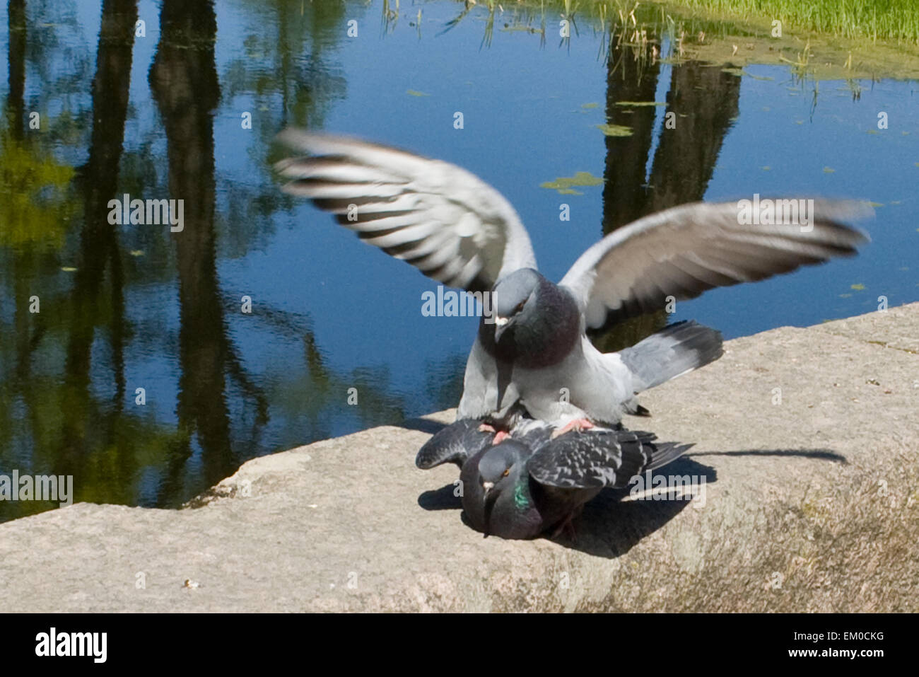 Mating season in pigeons Stock Photo - Alamy