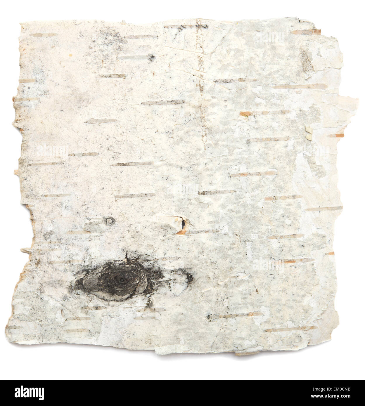 Birch bark hi-res stock photography and images - Alamy