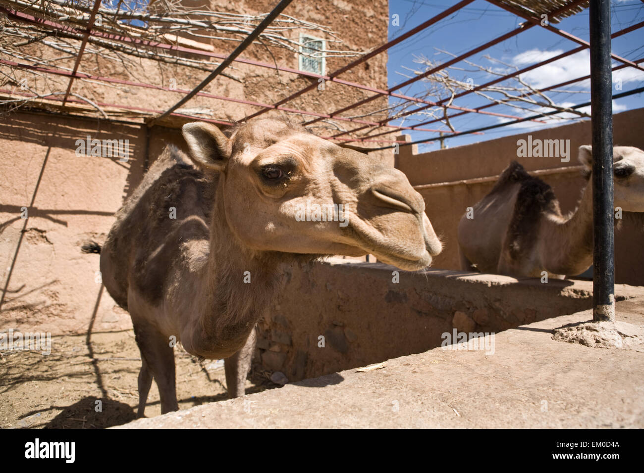 Camel stable hi-res stock photography and images - Alamy
