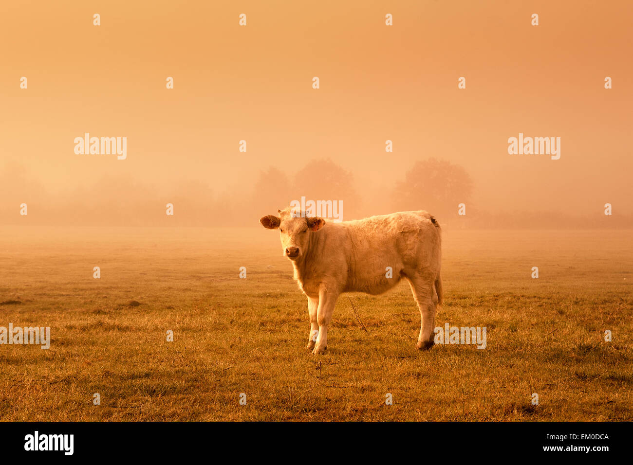 Cow Silhouette Sunset High Resolution Stock Photography and Images - Alamy