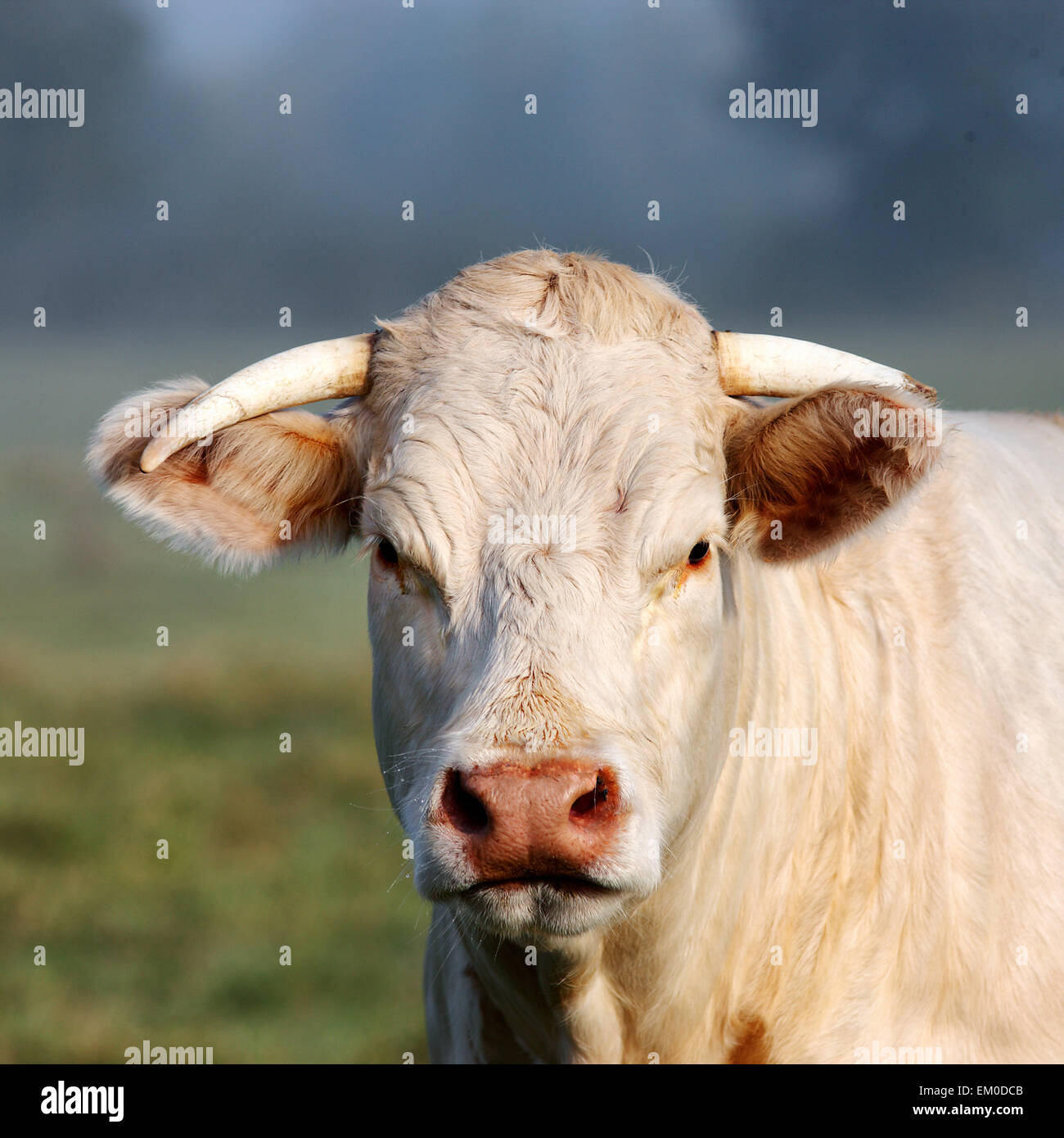 Young calf white face hi-res stock photography and images - Alamy