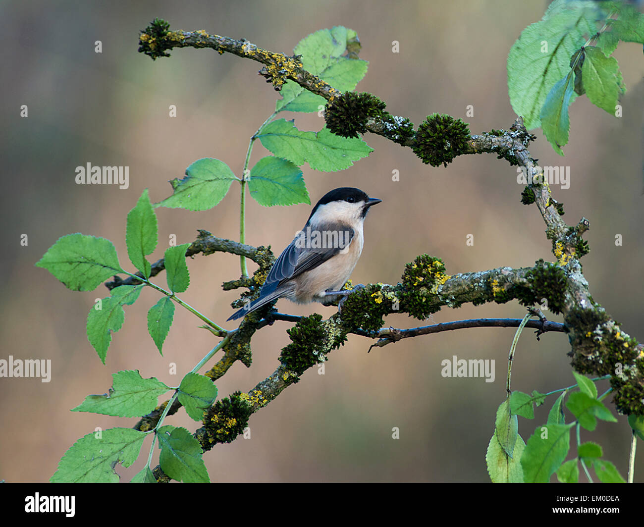 Willow tit.(Parus montanus).on elder branch Stock Photo - Alamy