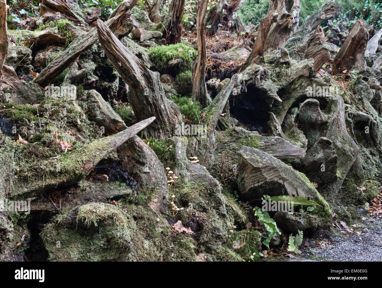 Stumpery High Resolution Stock Photography and Images - Alamy