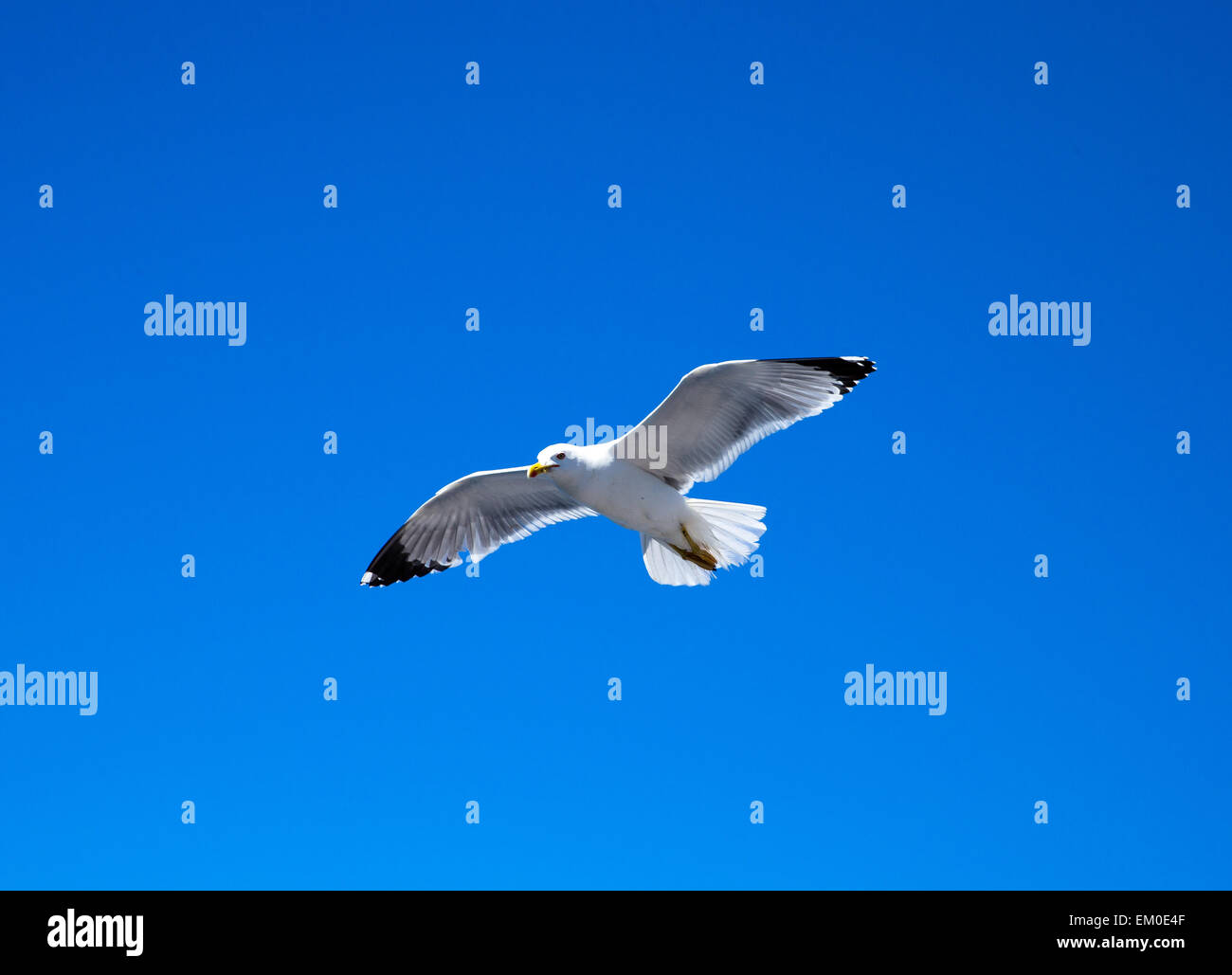 Move the flock hi-res stock photography and images - Alamy