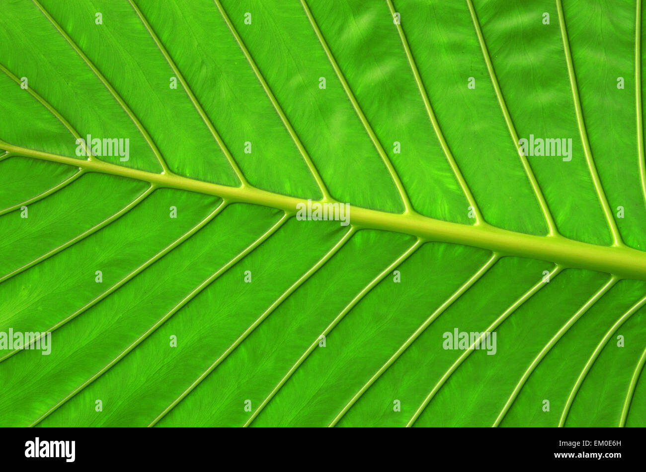 Structure leaf hi-res stock photography and images - Alamy