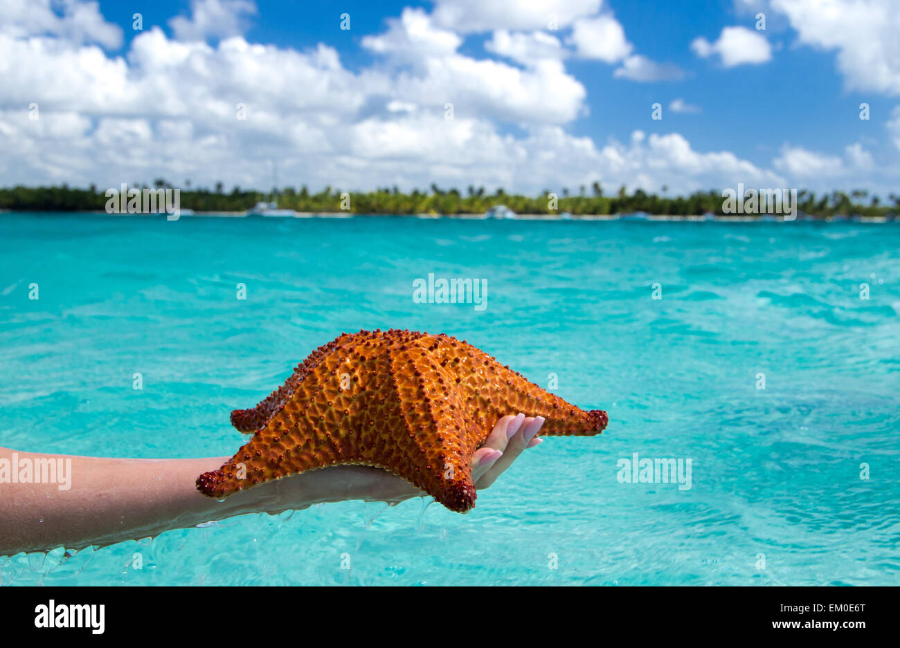 Starfish wallpaper hi-res stock photography and images - Alamy