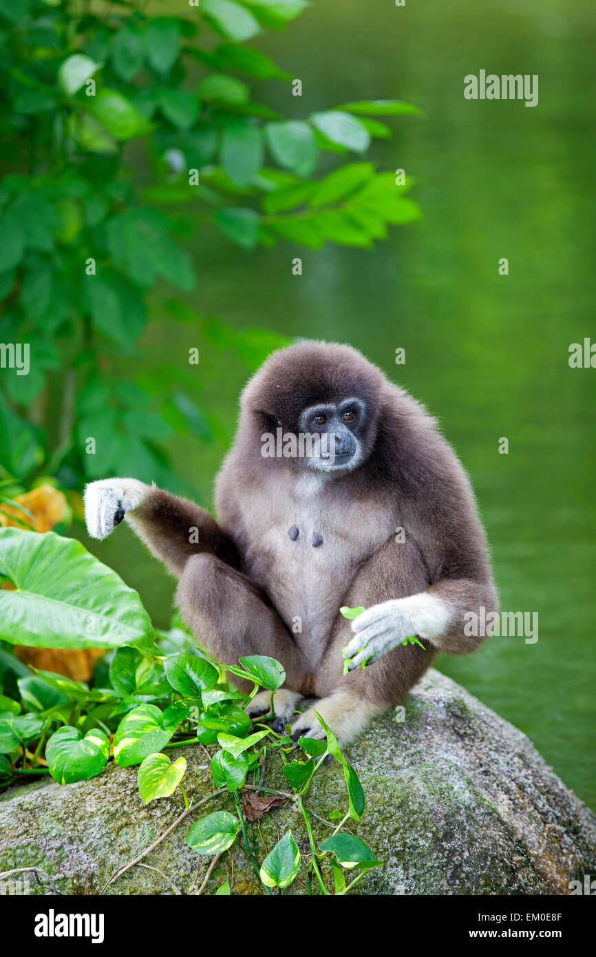 Gibbon Monkey Stock Photo - Alamy