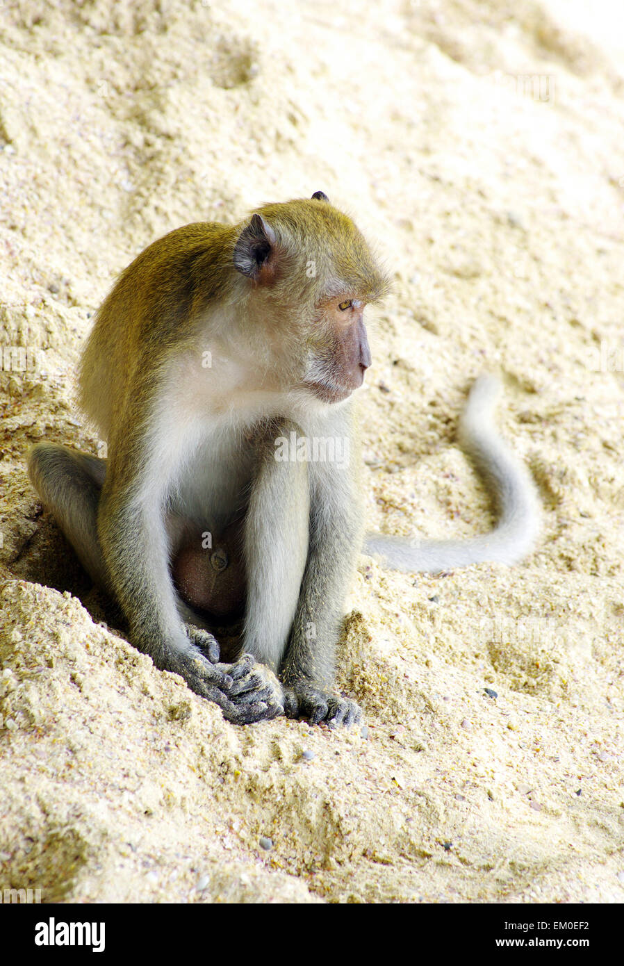 Sand monkey hi-res stock photography and images - Alamy