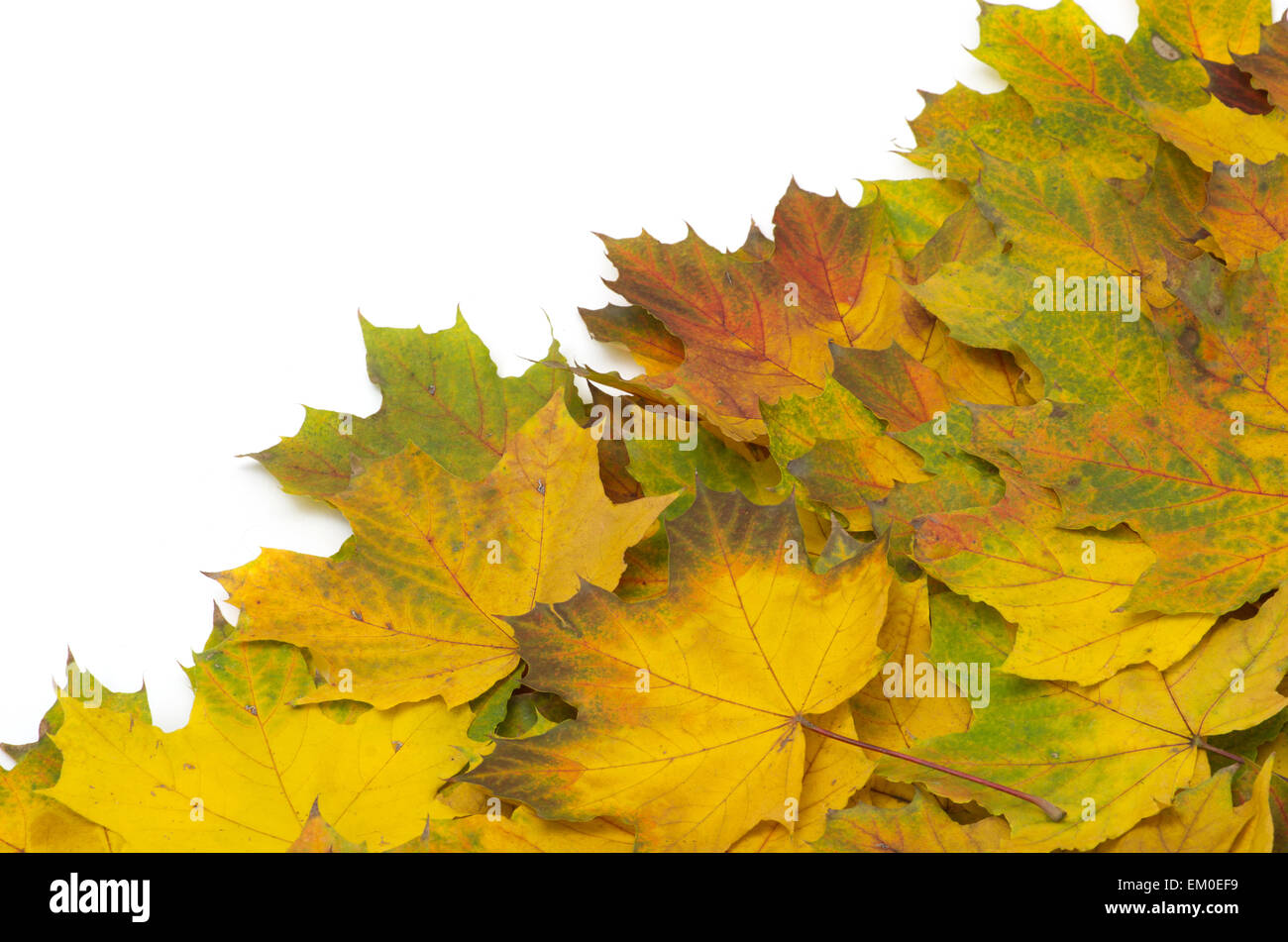 Vivid autumn leaf isolated on white hi-res stock photography and images ...