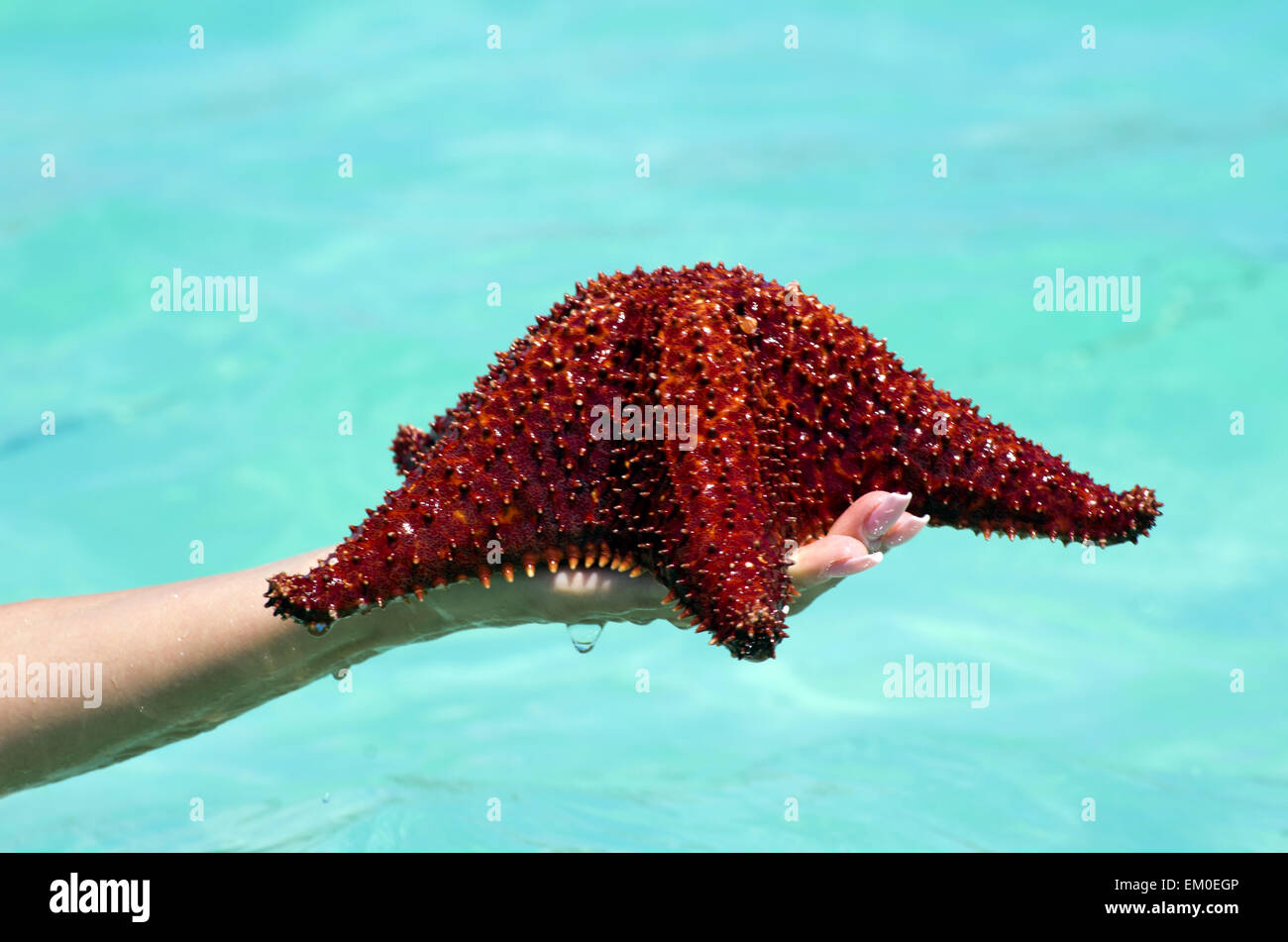 Starfish in hand Stock Photo - Alamy