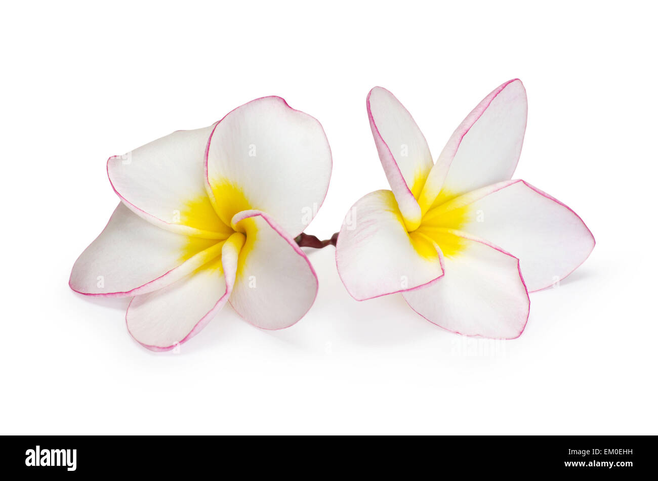 Single flower plumeria frangipani on hi-res stock photography and ...