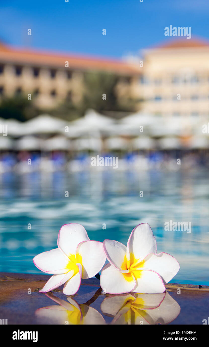flower on swimming pool Stock Photo - Alamy