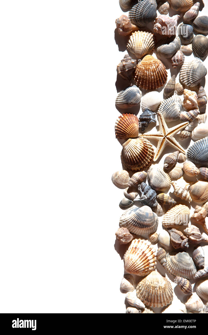 sea shells and star Stock Photo - Alamy