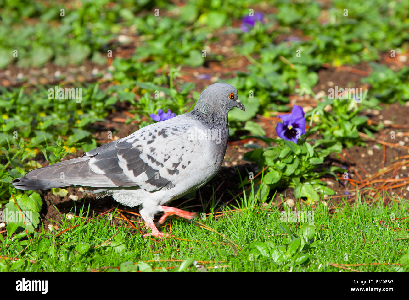 Pigeon animal hi-res stock photography and images - Alamy