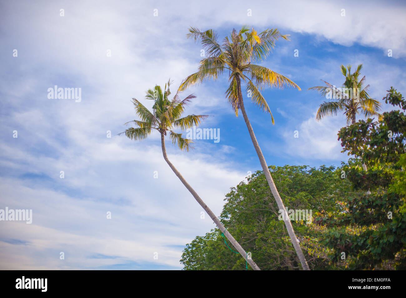 Coconut Palm tree on the sandy beach in Philippines Stock Photo - Alamy