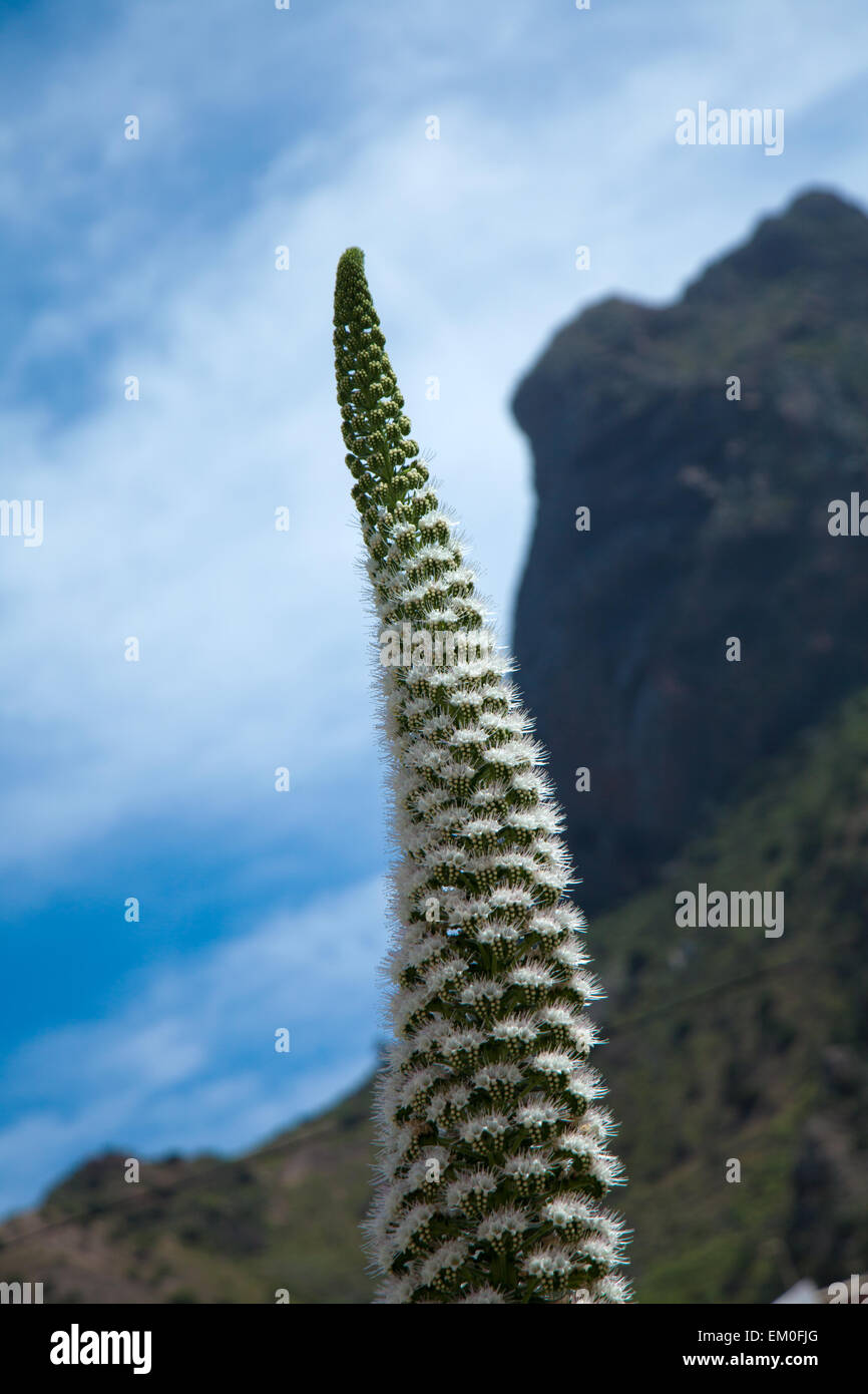 tall flowering spike of Echium simplex, plant endemic to Tenerife Stock ...