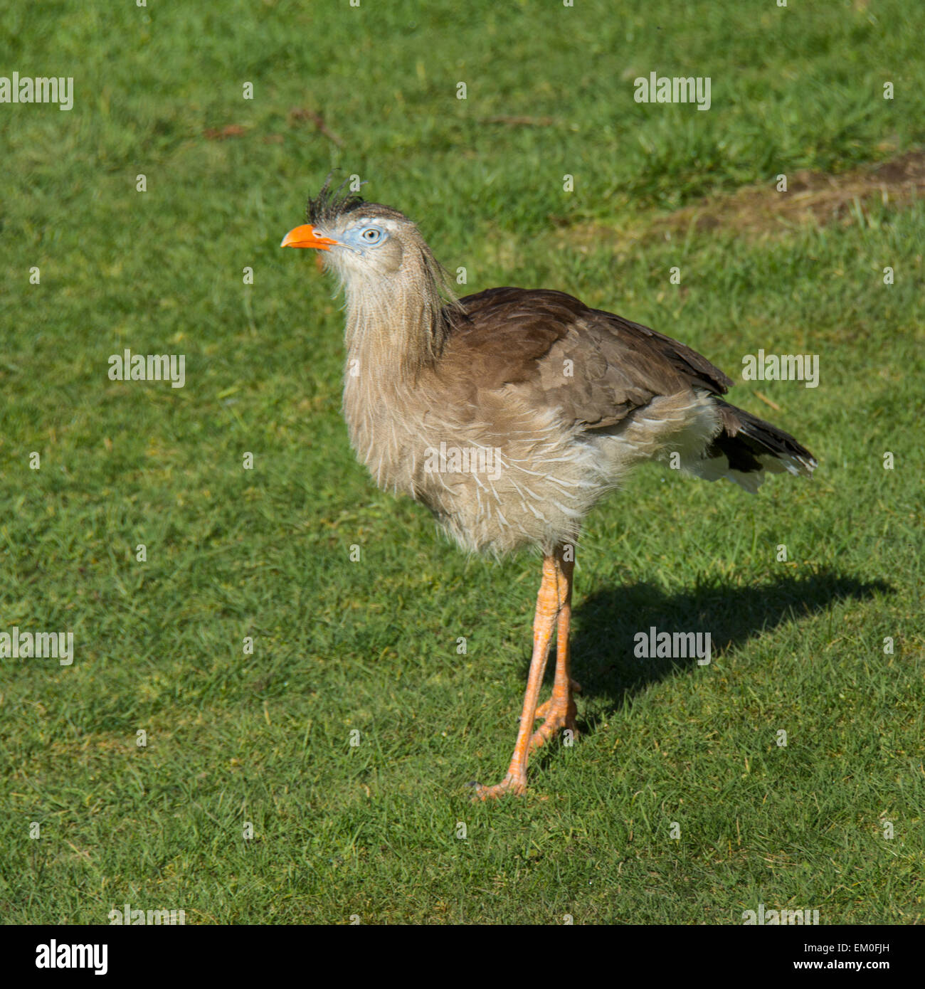 Red legged seriema bird hi-res stock photography and images - Alamy