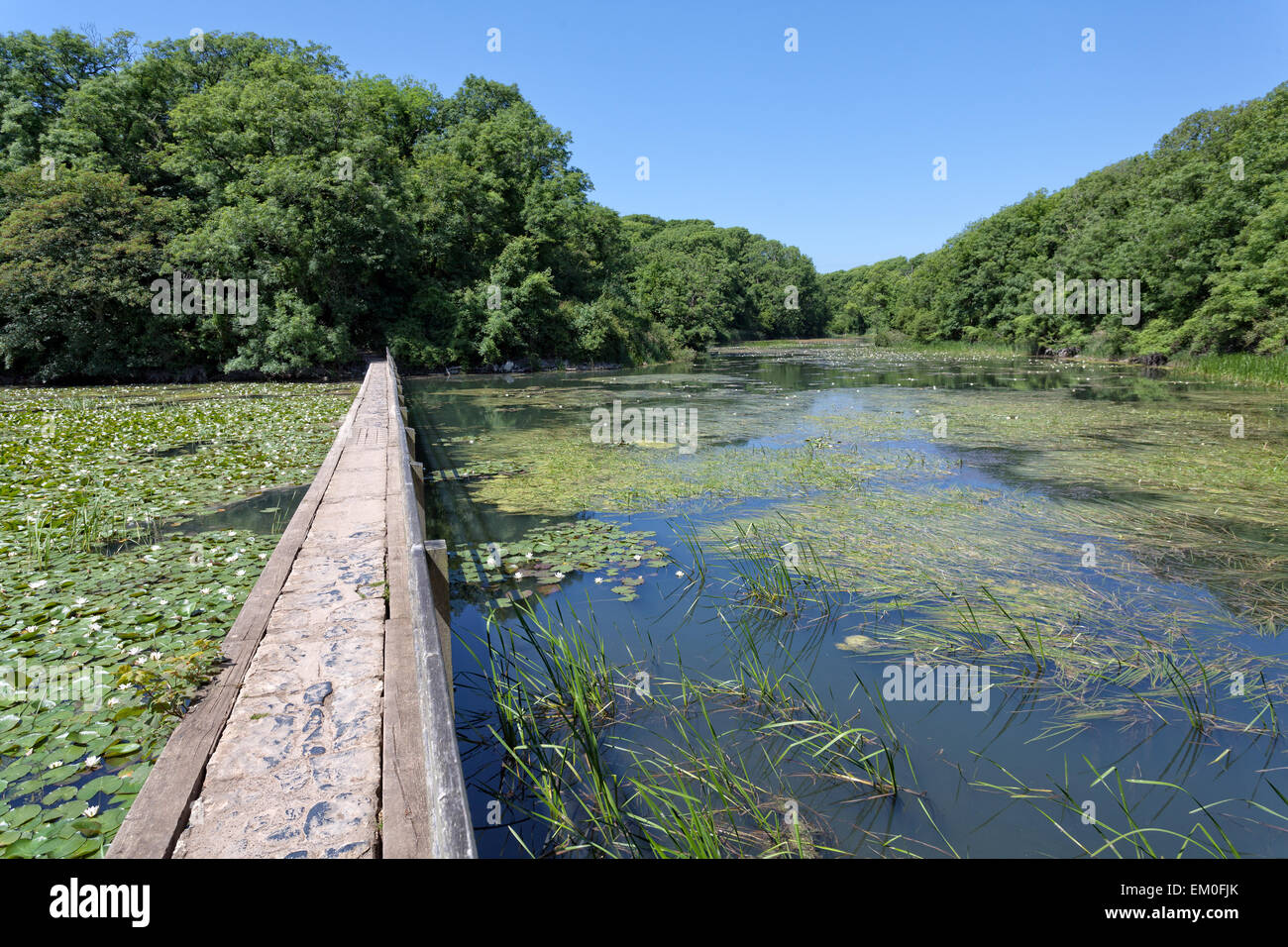 Bosherston lily ponds, National Park of Pembrokeshire, Wales Stock ...