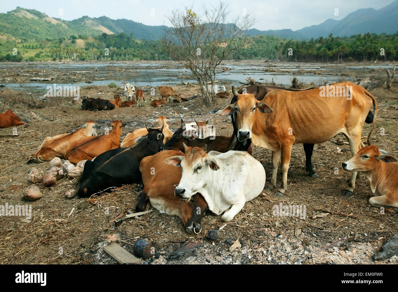 Cow aceh hi-res stock photography and images - Alamy