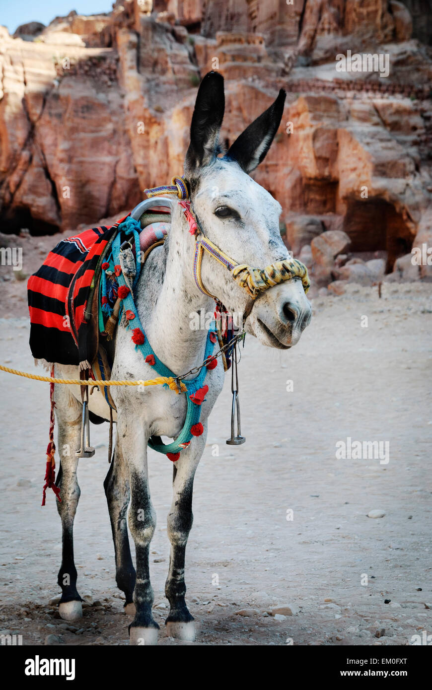Arabian horse mule hi-res stock photography and images - Alamy