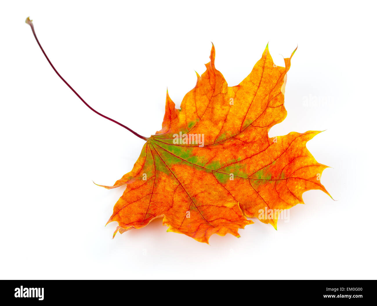 autumn maple leaf isolated on white background Stock Photo - Alamy